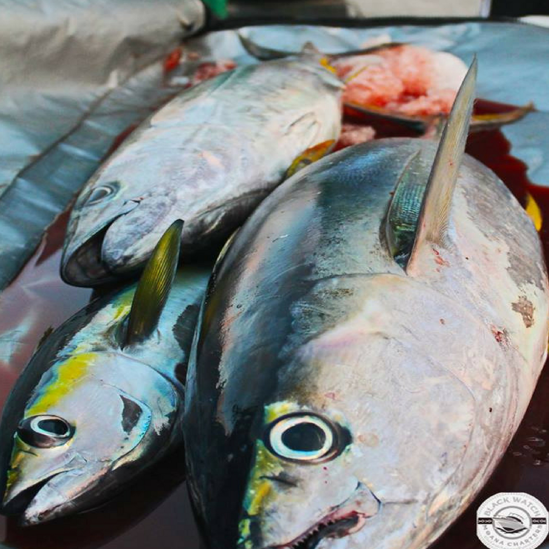 Rarotonga Fishing - Experience Rarotonga, Cook Islands Holiday ...